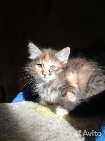 Котёнок девочка Буся 2,5 мес