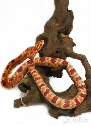 Маисовый полоз