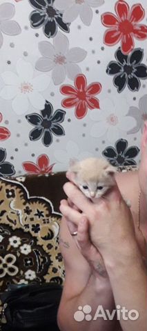 Пристраивается малыш в добрые руки