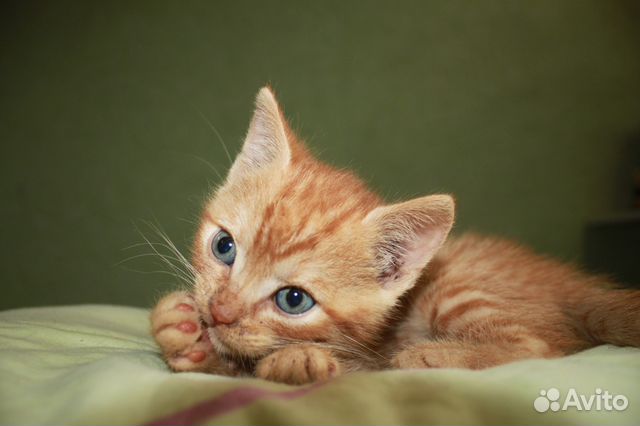 Лучик солнышка в добрые руки