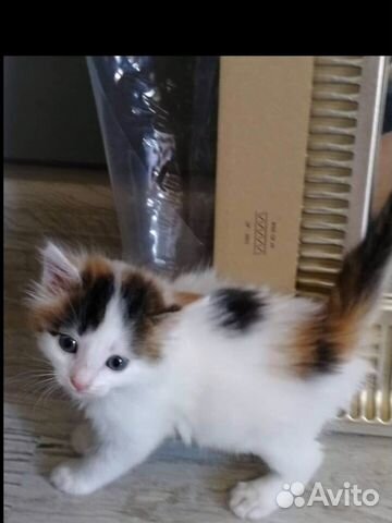 Трехцветная пушистая девочка