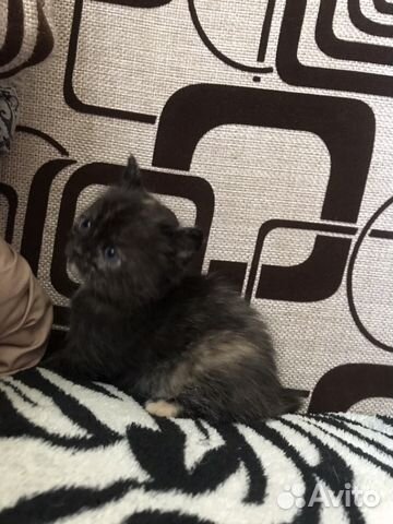 Котёнок, помесь с сибирской породой