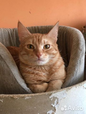 Котенок рыжий кастрированный