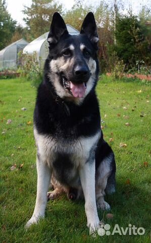 Вязка.Кобель вео