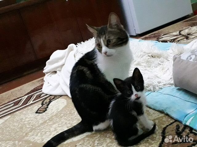 Мурзик 2 года