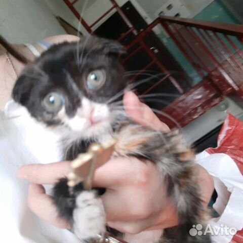 Катенок отдам