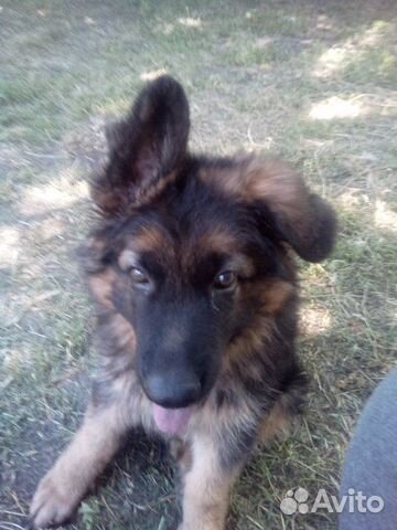 Щенок немец