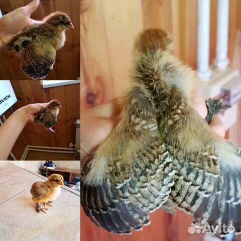 Цыплята Брама Куропатчатые