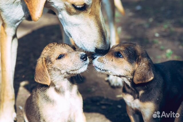 Русская гончая. Щенки