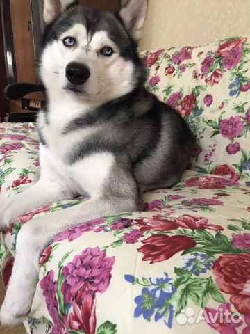 Вязка Кобель Хаски