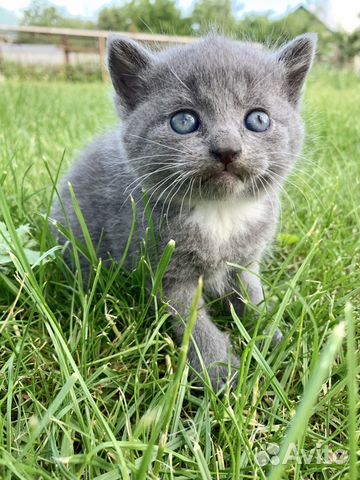 Котята в дар. Метисы шотландской гладкошерстной