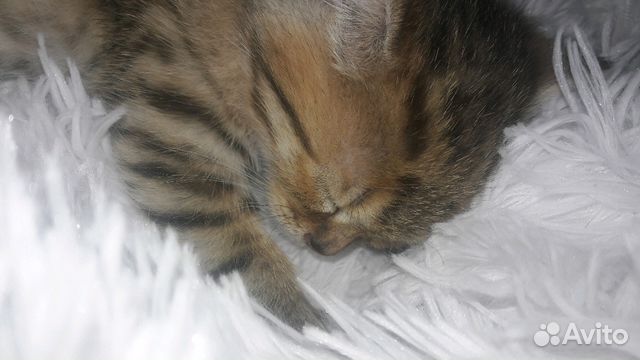 Котёнок-кошечка