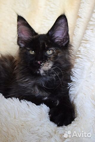 Кошечка мейн кун