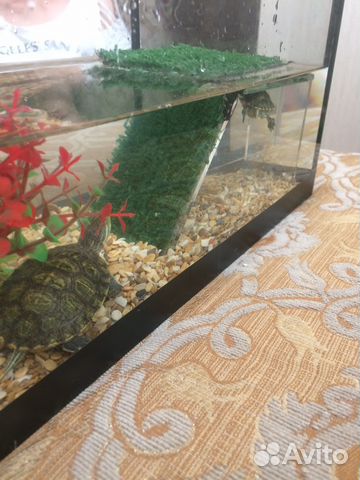 Аквариум (2 черепахи)