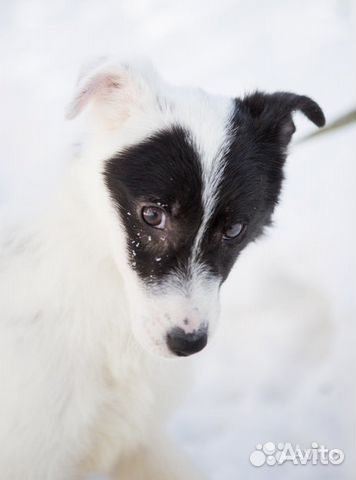 Милая собачка ищет дом