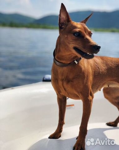 Отдадим Альму в хорошие руки