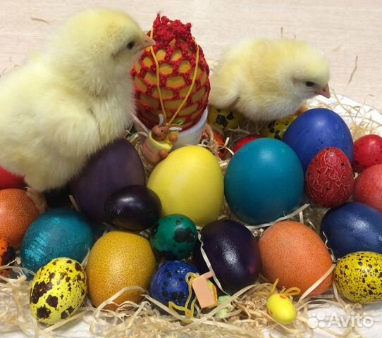 Цыпленок бройлер