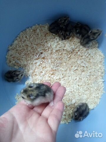 Отдадим джунгарских хомяков бесплатно