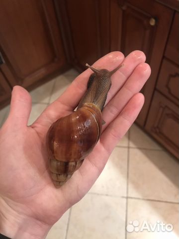 Улитки с пластиковым террариумом