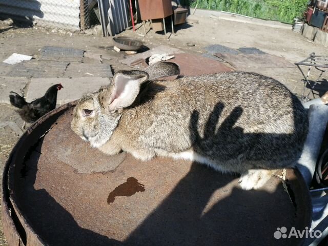 Продам взрослых самок и крольчат
