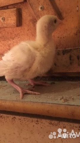 Цыплята,Индюк 7 мес на племя