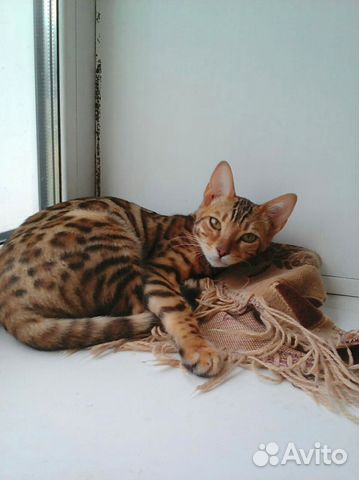 Котята для дома и выставок