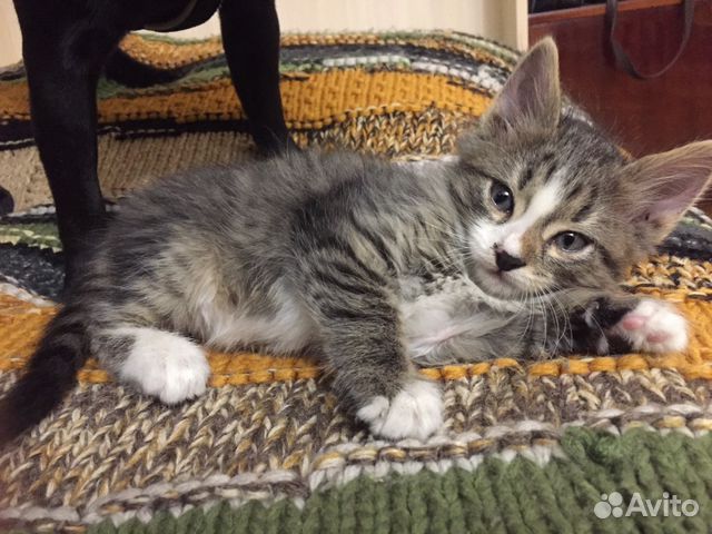 Котёнок 2 мес