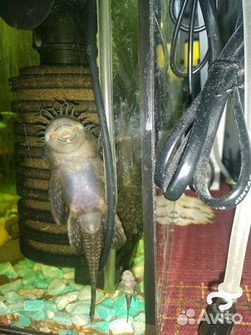 Продам сома взрослого анцитруса
