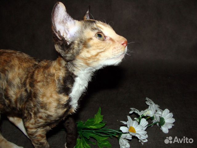 Мур-р-миладка девочка уральский рекс