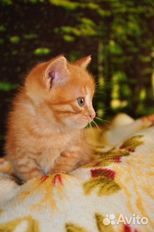 Рыжий солнечный котенок