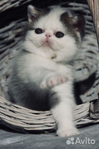 Сладкий котенок биколор породы экзот