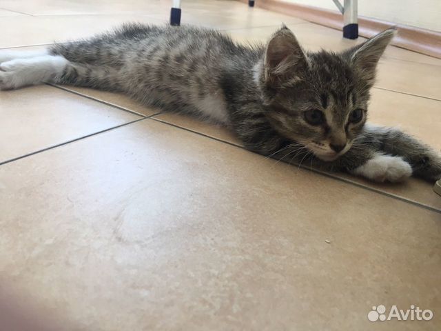 Котенок (Девочка 1,5месяца)