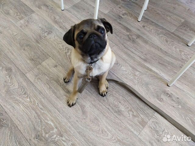 Щенок мопса 6 месяцев