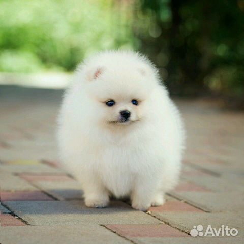 Кремовый померанчик Ал-виши Юнэш