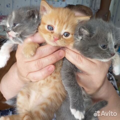 Котята