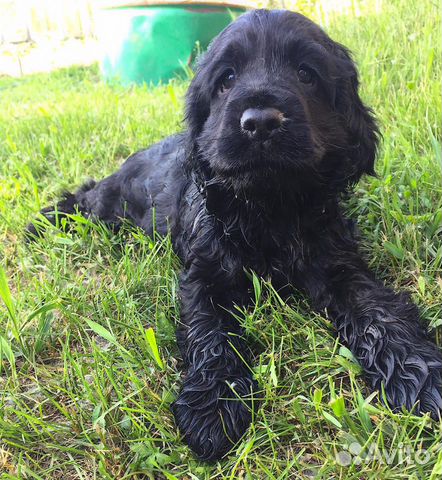 Английский Кокер спаниель
