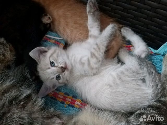 Котенок