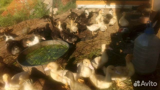 Утята голубой фаворит и белогрудая