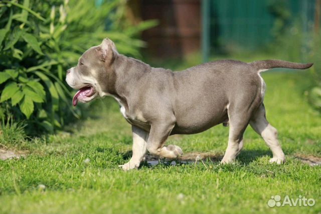 Американский булли