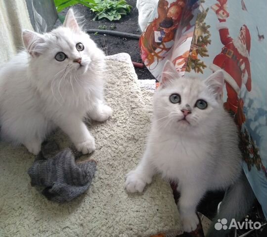 Британские котейки 3.5 месяца