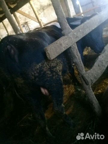 Бычки откормочные