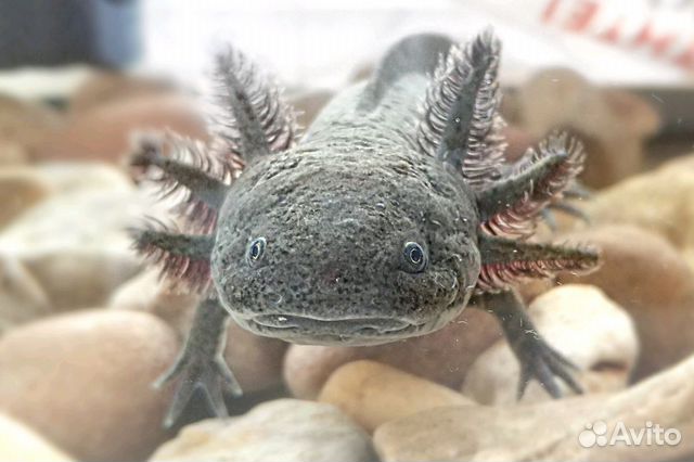 Аксолотль в добрые руки