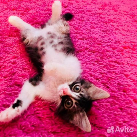 Котятам очень нужен дом мальчик и девочка