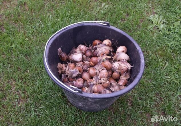 Виноградные улитки