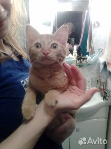 Кому рыжего котёнка девочку