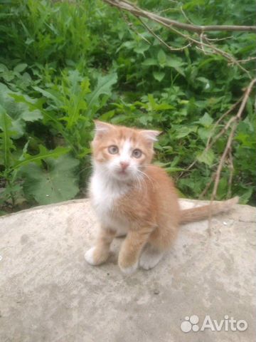 Котенок Фунтик