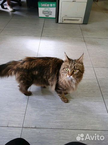 Шикарный кот в добрые руки