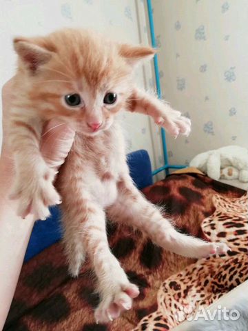 Отдам в добрые руки