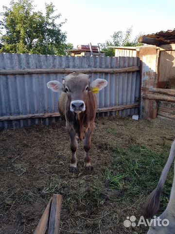 Телёнок(бычки)