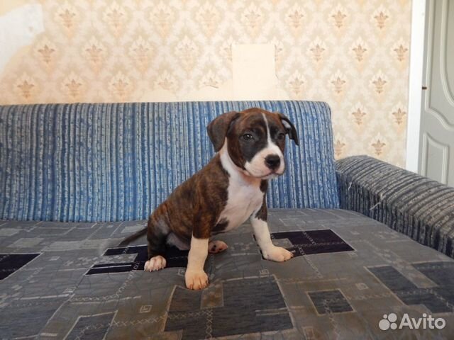 Щенки амстаффика